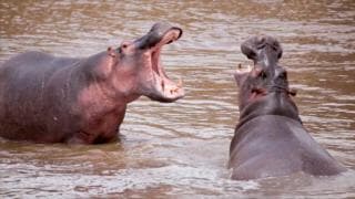 Animals on Drugs Next Episode Air Date & Countdown